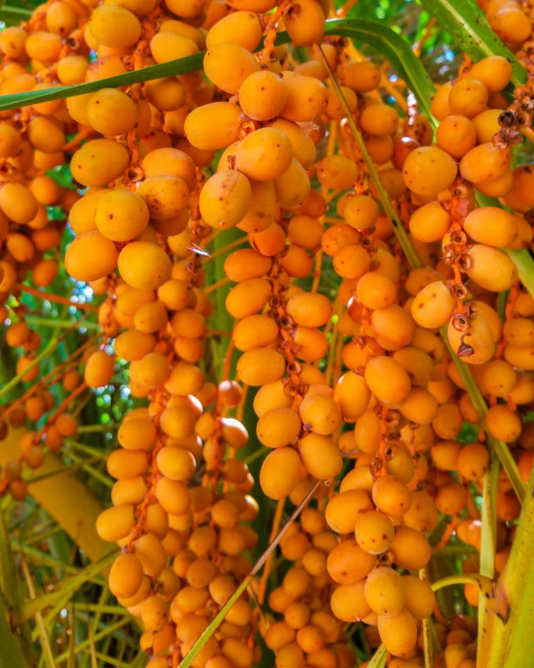 Organic Unrefined Cold Pressed Ojon Oil Undiluted | GARDEN OF ESSENCES